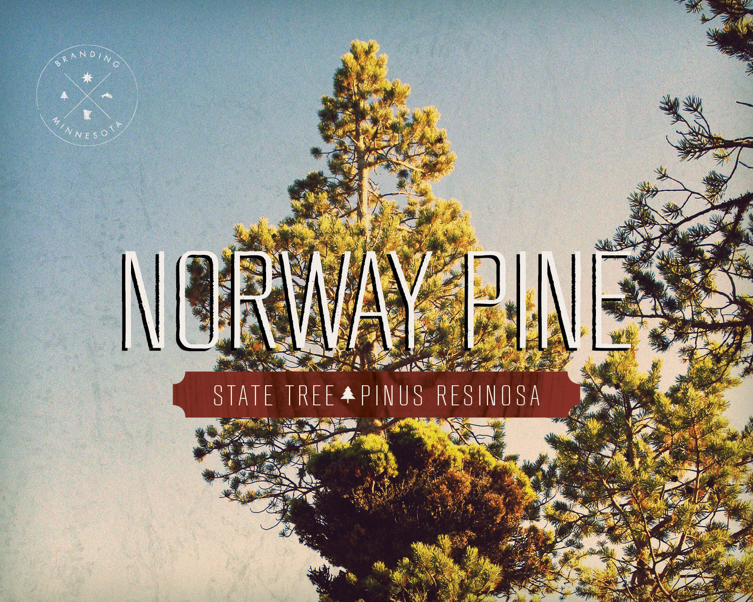 State Tree - Branding Minnesota