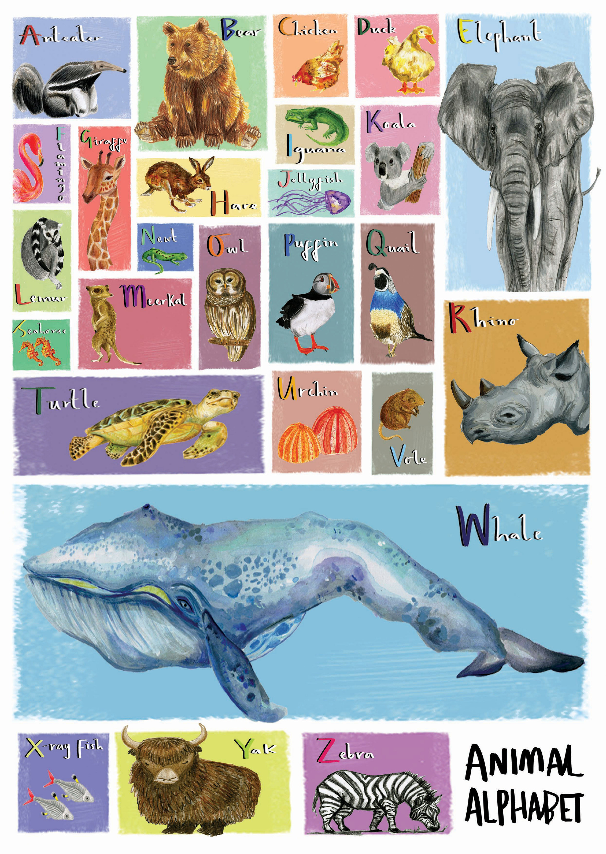 Animal Alphabet - Charlie Sutton Illustration