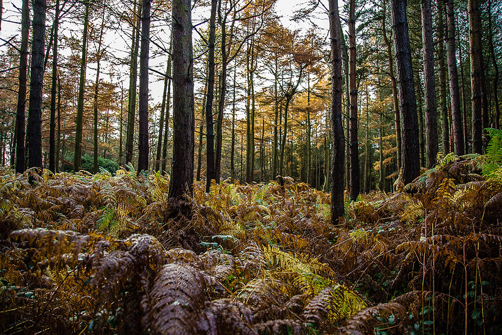 Documentary/Landscape Photography - Adam Dodson Photography