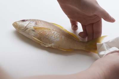 Fish 'n' Prints - Alex McNamee