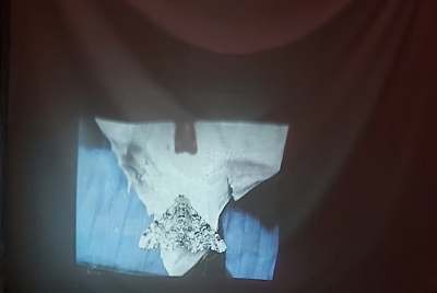 Moths drink - Alex McNamee