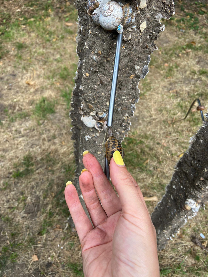 All my friends are snails - Alex McNamee