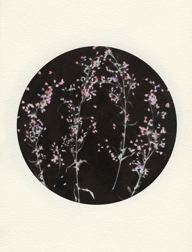 salt prints - Maurício Sapata Photography