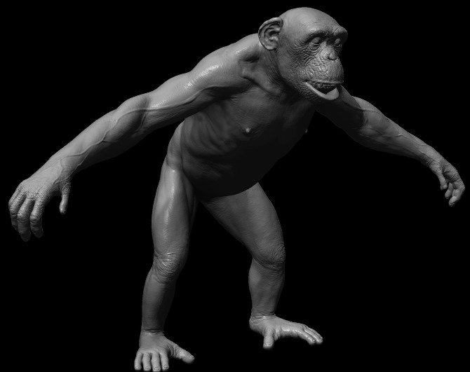 Chimpanzee muscle - massmokasin