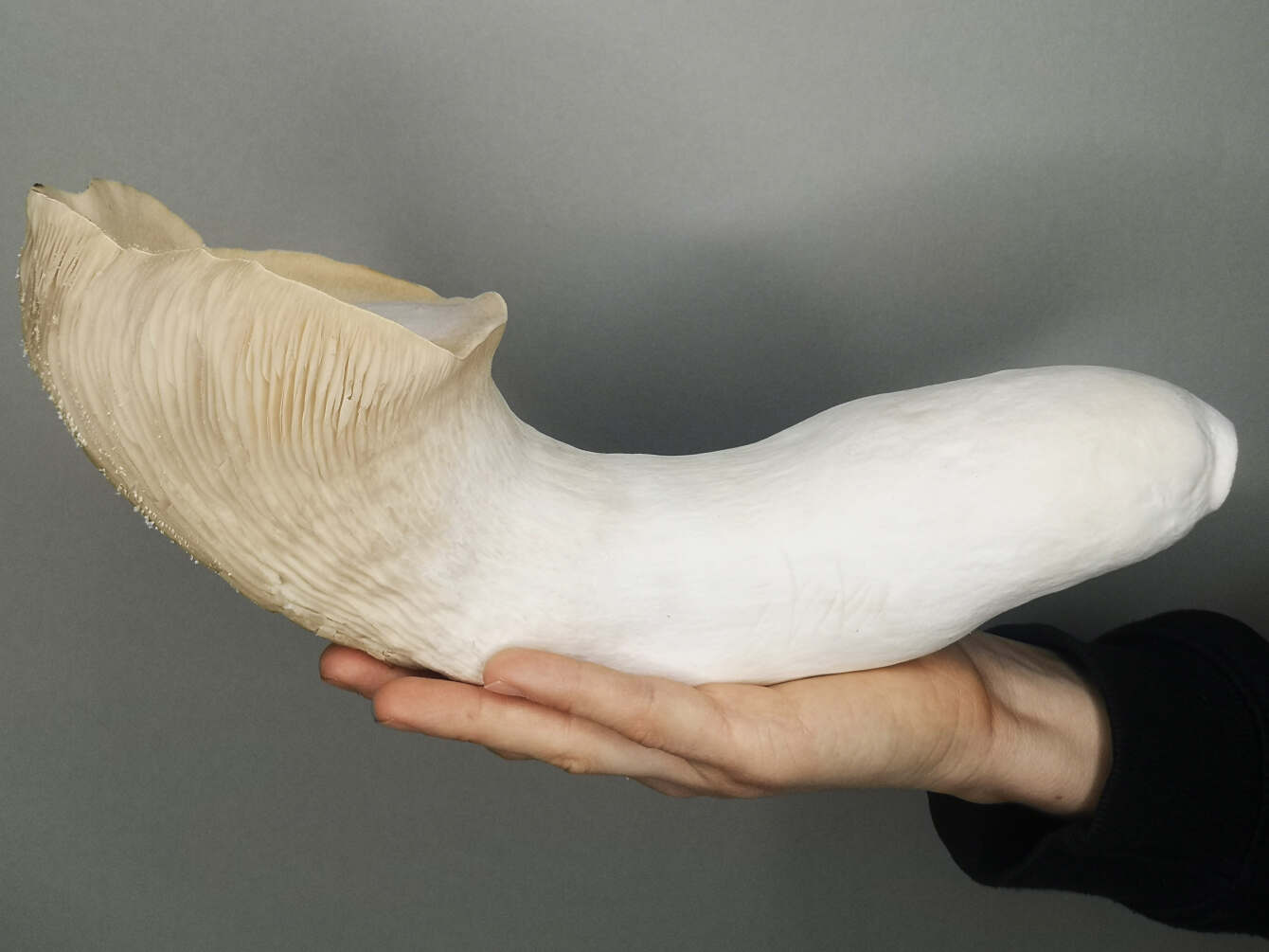 LARGEST HOMEGROWN EDIBLE MUSHROOM - paloma sanchez