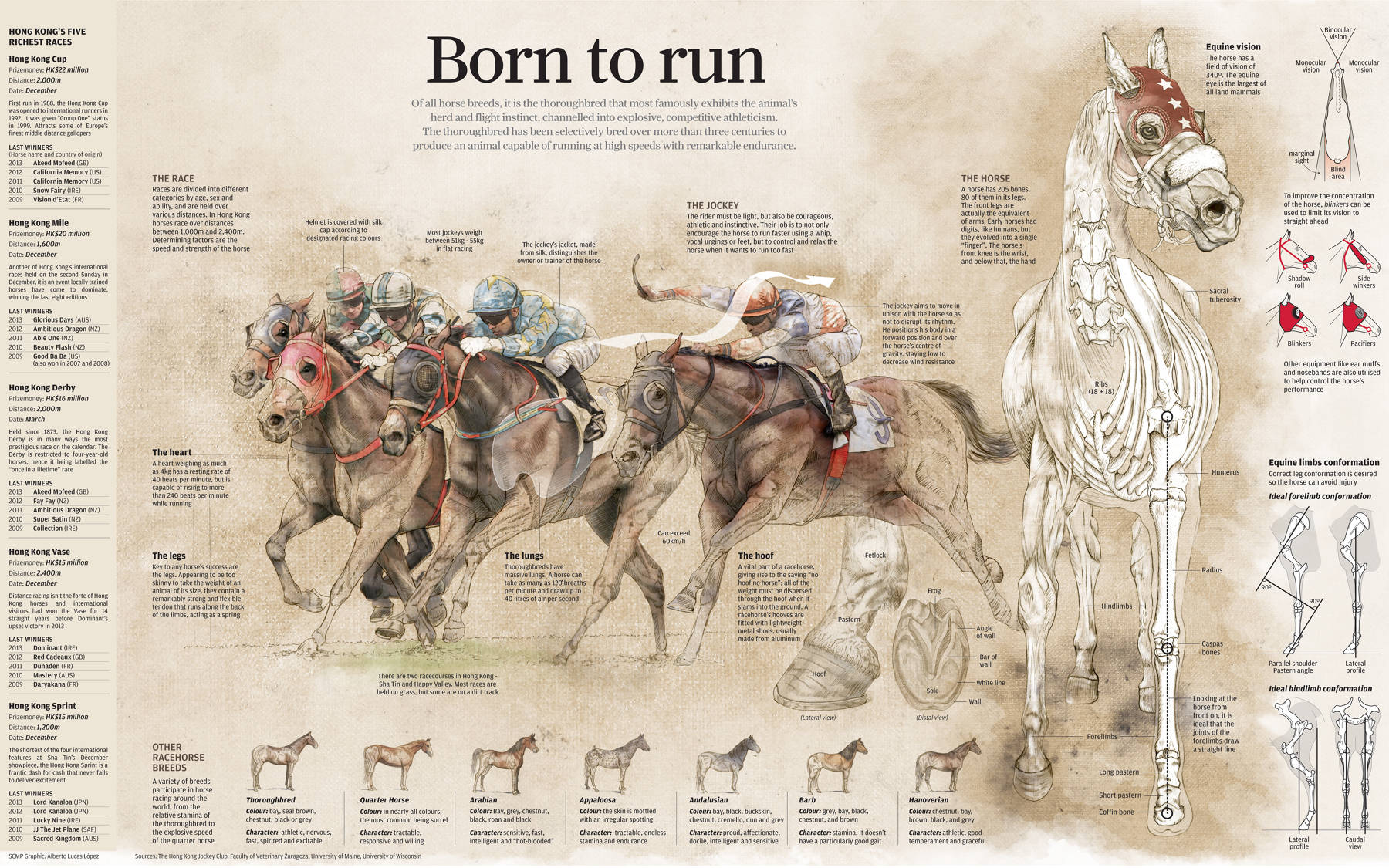 The thoroughbred - www.lucasinfografia.com