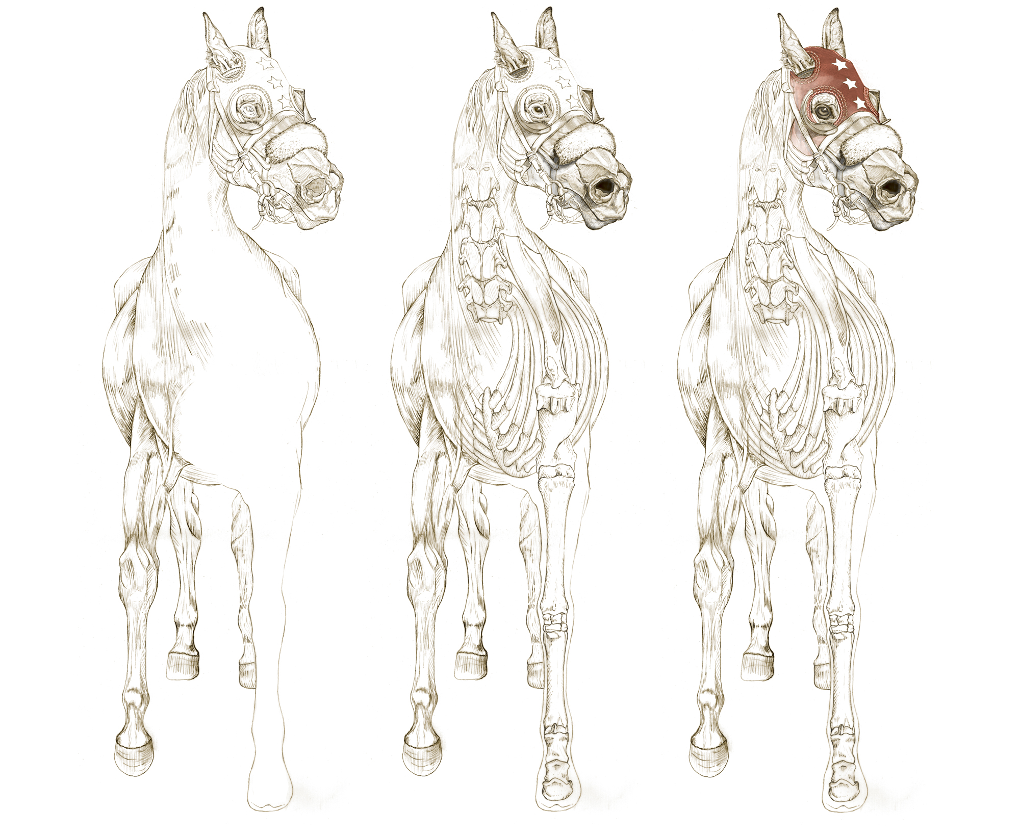The thoroughbred - www.lucasinfografia.com