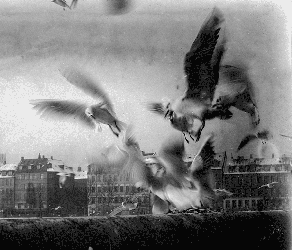 Entangled Realities II - Honey Biba Beckerlee