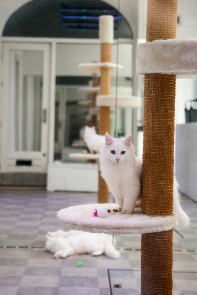 Cat State - Honey Biba Beckerlee