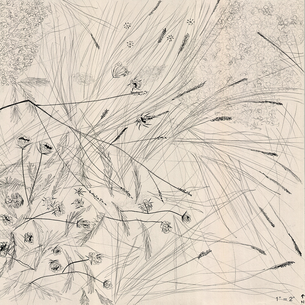 Vacant Lot Investigations - Julia Lines Wilson