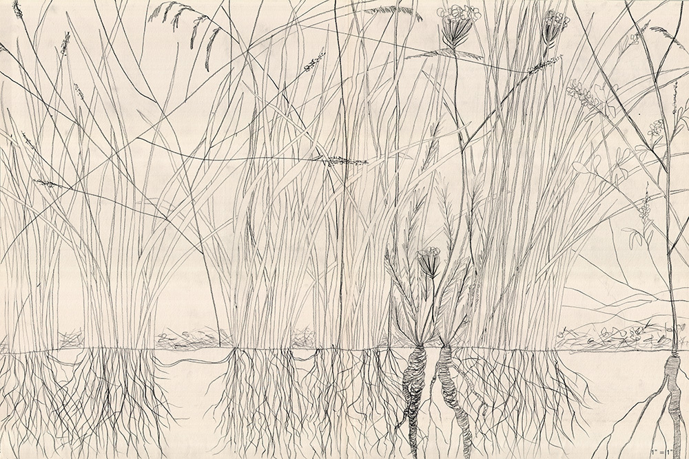 Vacant Lot Investigations - Julia Lines Wilson