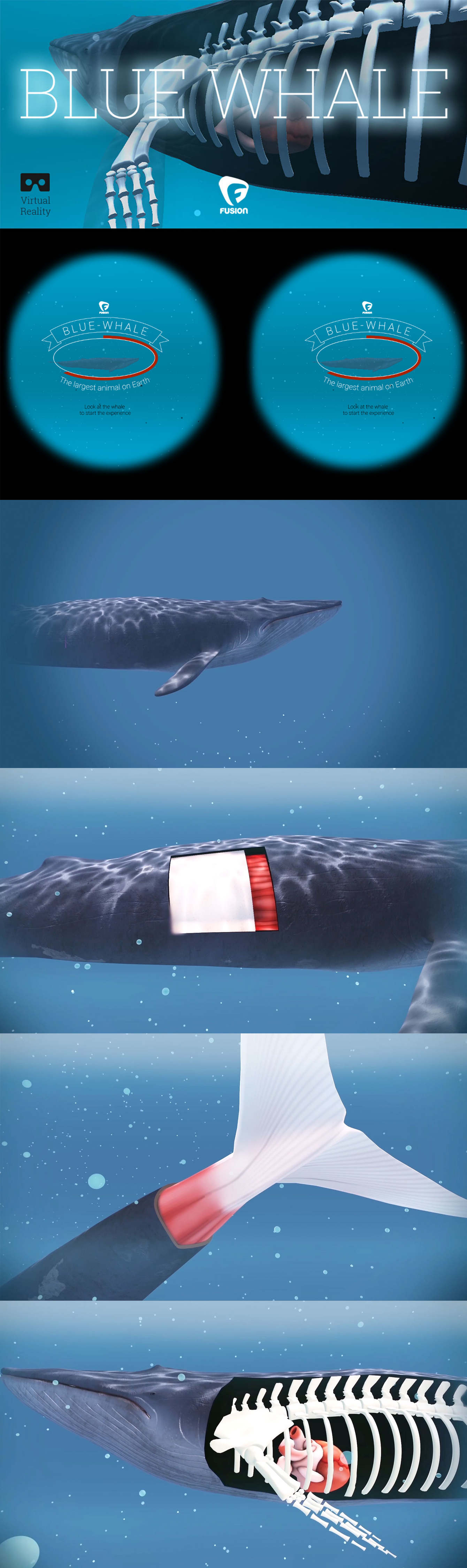 BLUE WHALE VR - Simon Ducroquet Portfolio