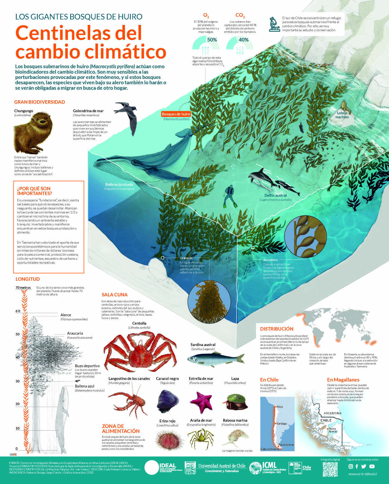 Macroalgae digital and print graphics (Chile) - jorgelcortes